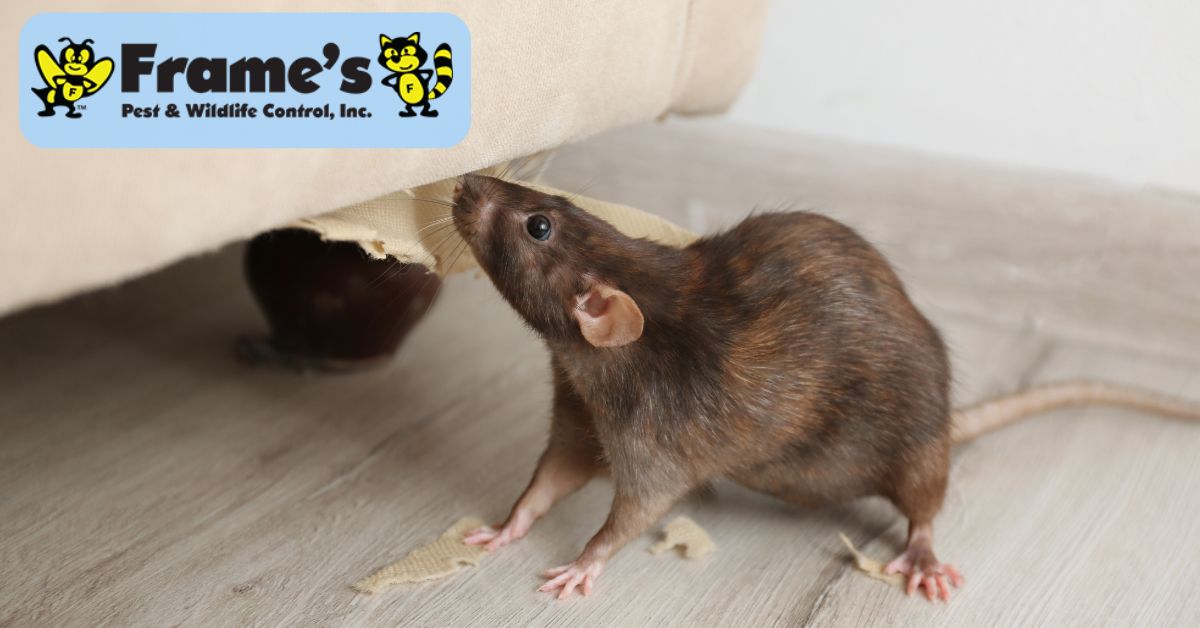 Why Rodent Sightings Tend to Increase During Colder Months