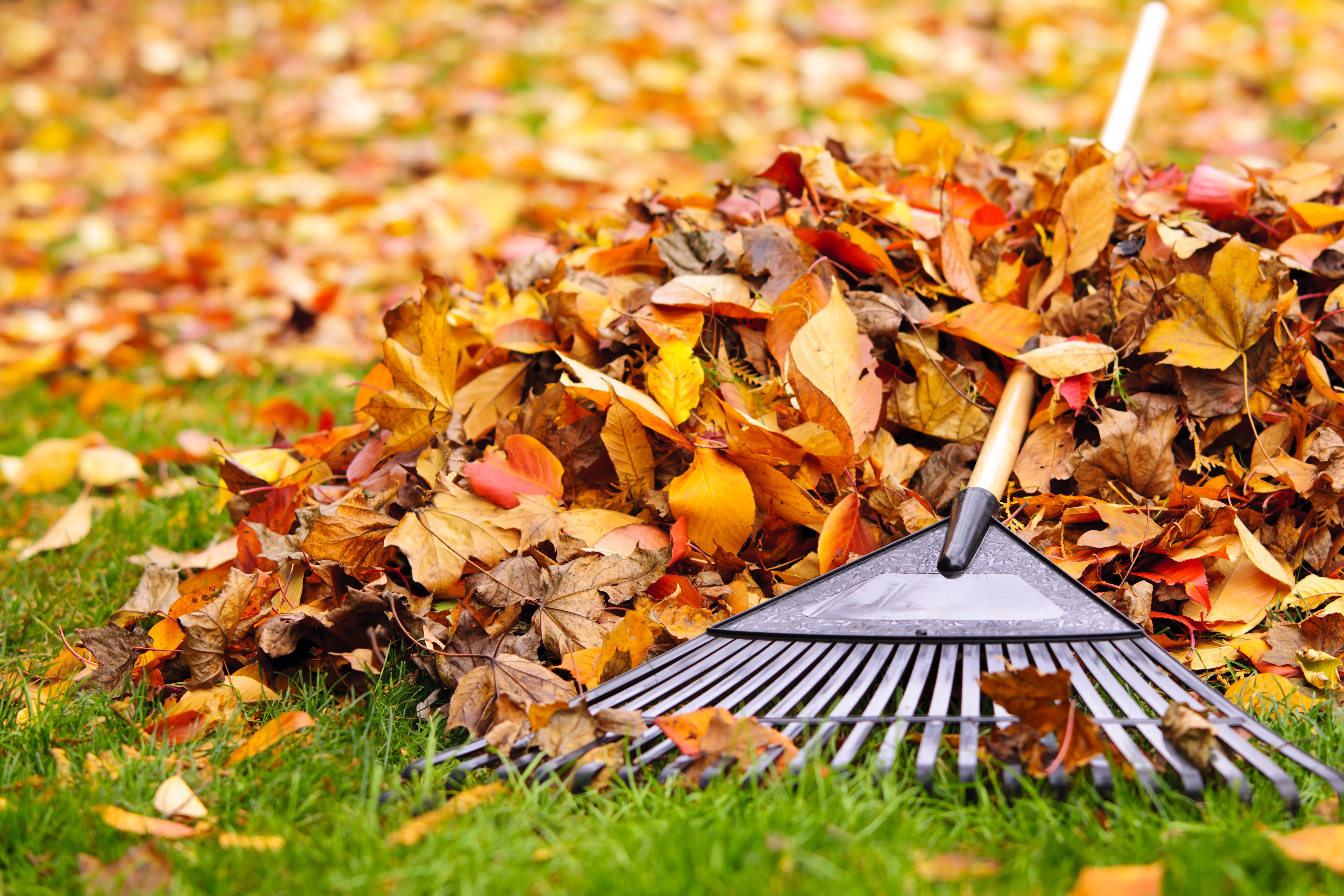 Learn the top 10 best tactics for pest prevention in the fall.