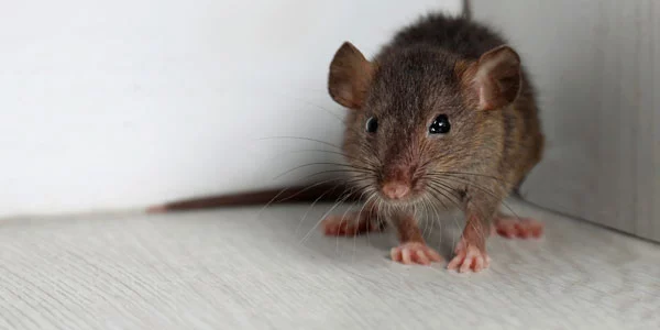 Keep your Cleveland home rodent-free with our detailed guide on rodent ...